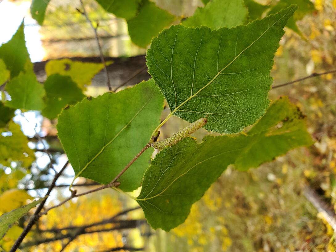 Grey Birch | CMP Tree Selection Tool